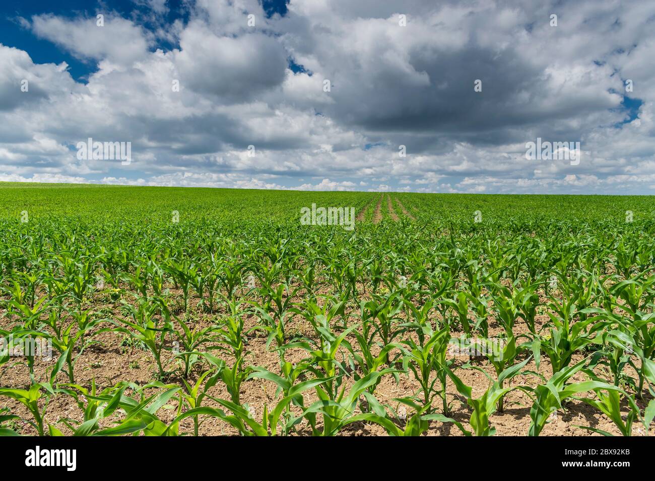 Corn field in summer storm hi-res stock photography and images - Alamy