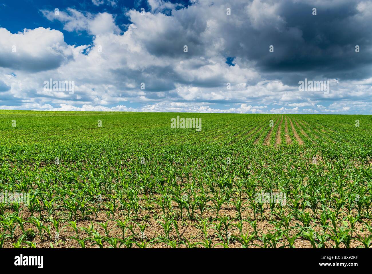 Green corn field in the eastern Bulgaria in the summer Stock Photo - Alamy