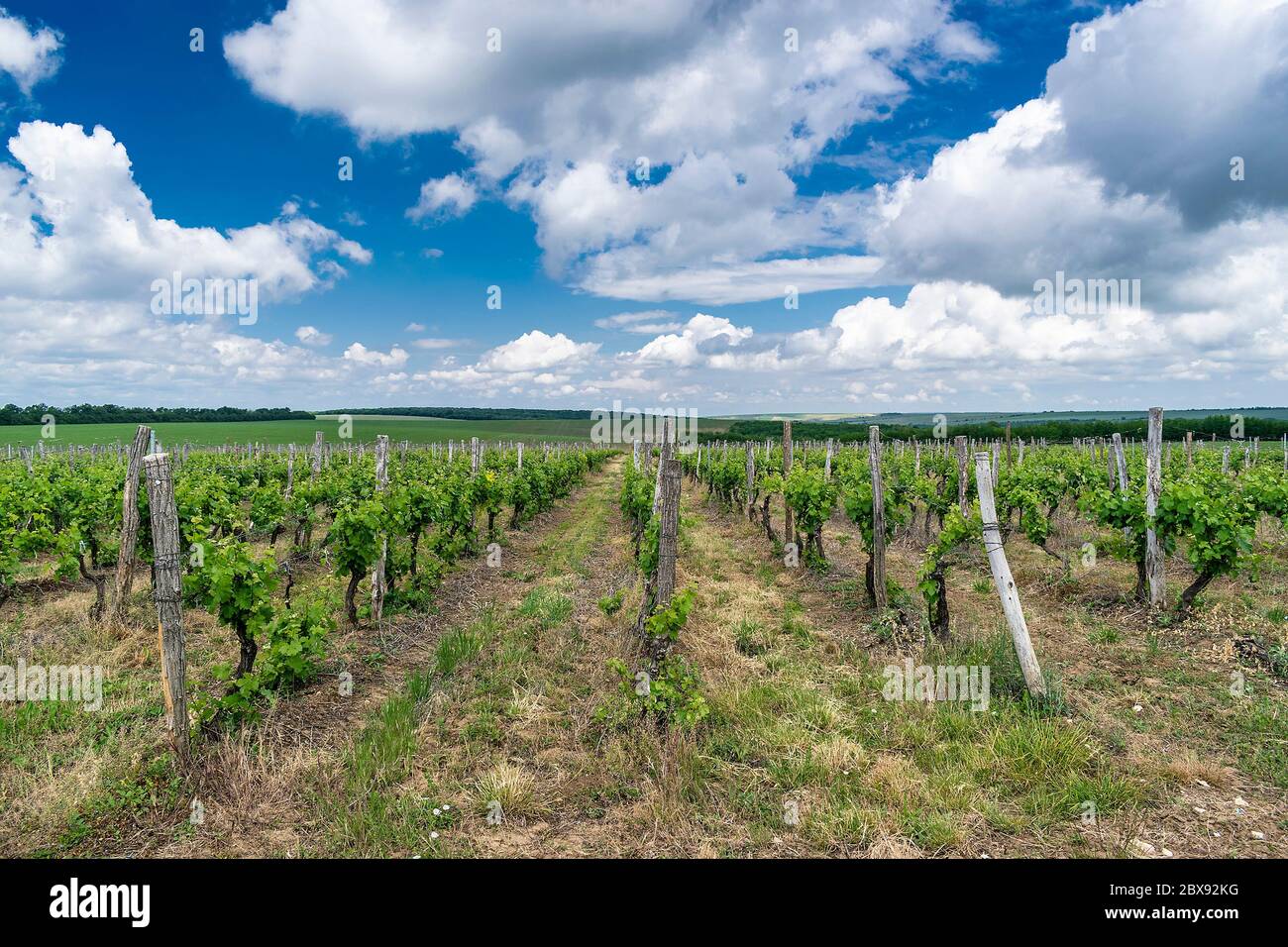 Vineyard grass hi-res stock photography and images - Alamy
