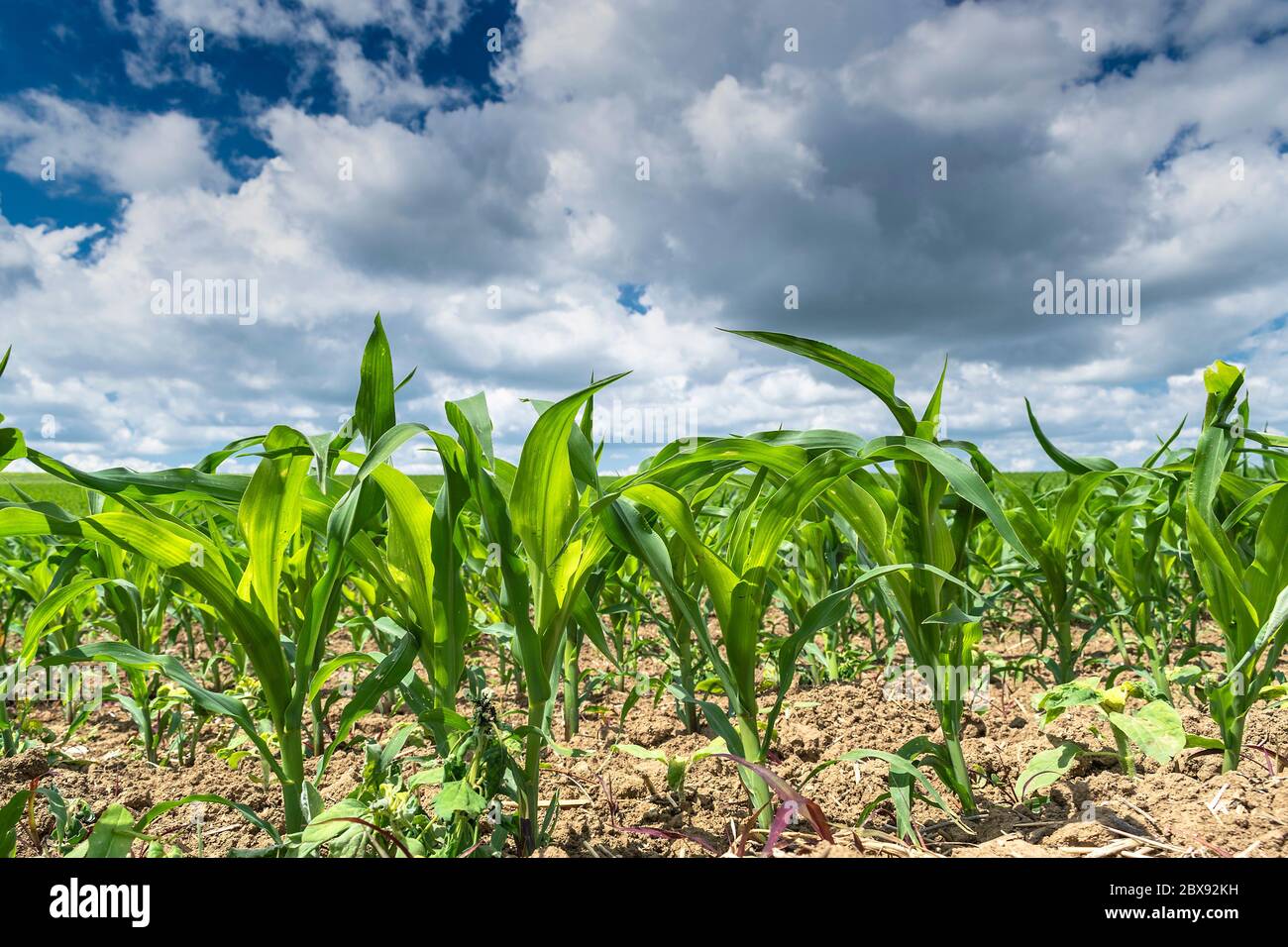 Green corn field in eastern hi-res stock photography and images - Alamy