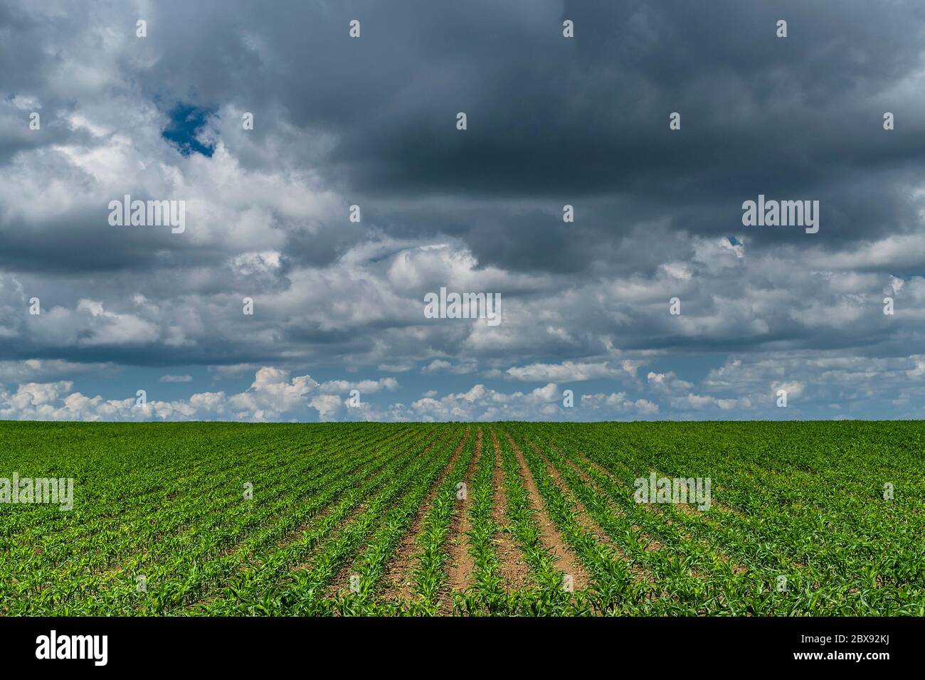 Corn green natural field summer hi-res stock photography and images - Alamy
