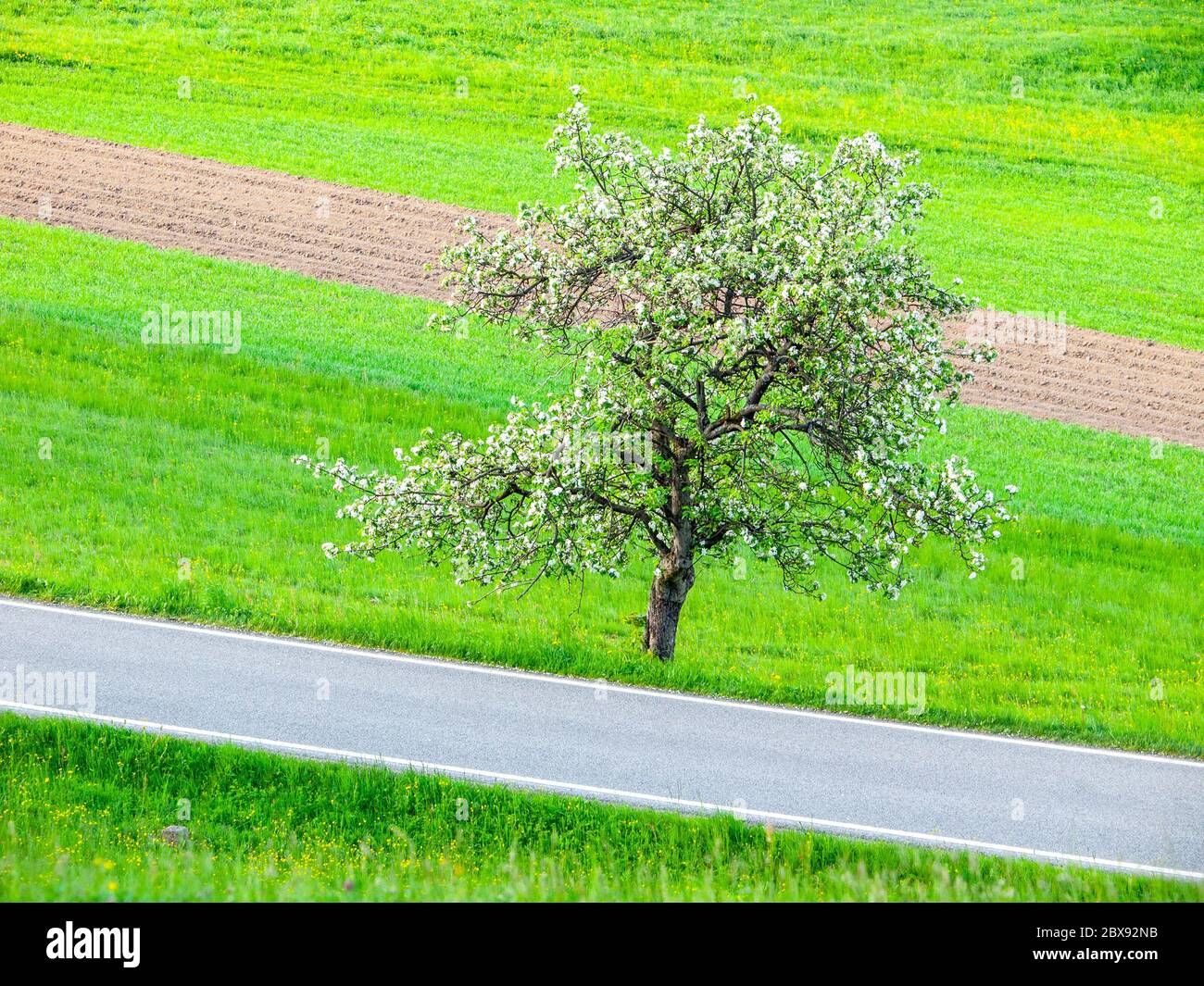 Cherry Field High Resolution Stock Photography and Images - Alamy