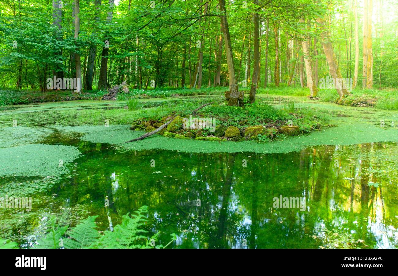 Small forest pond full of green algae Stock Photo - Alamy