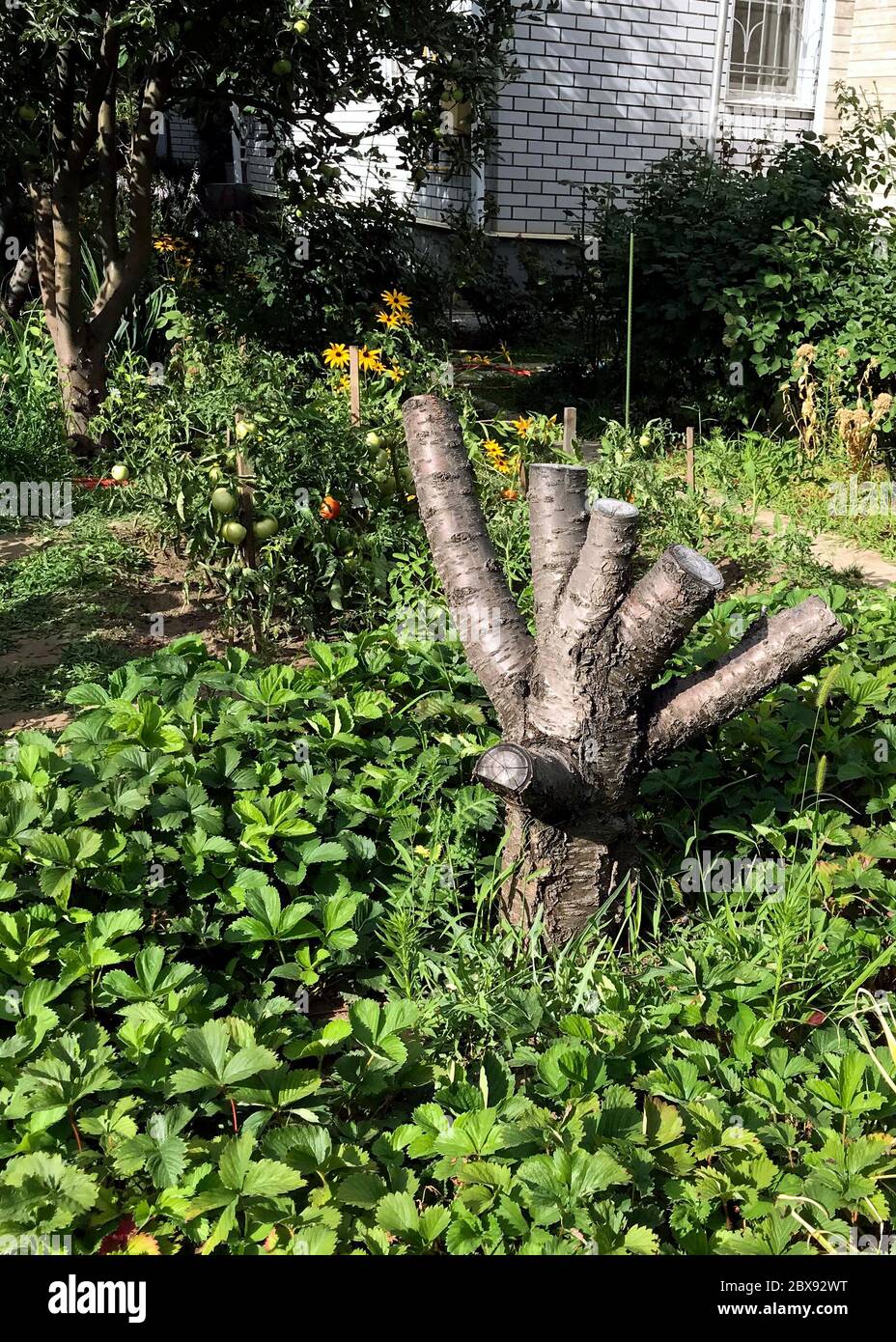 fruit tree stump in backyard, with leaf sprouts Stock Photo - Alamy