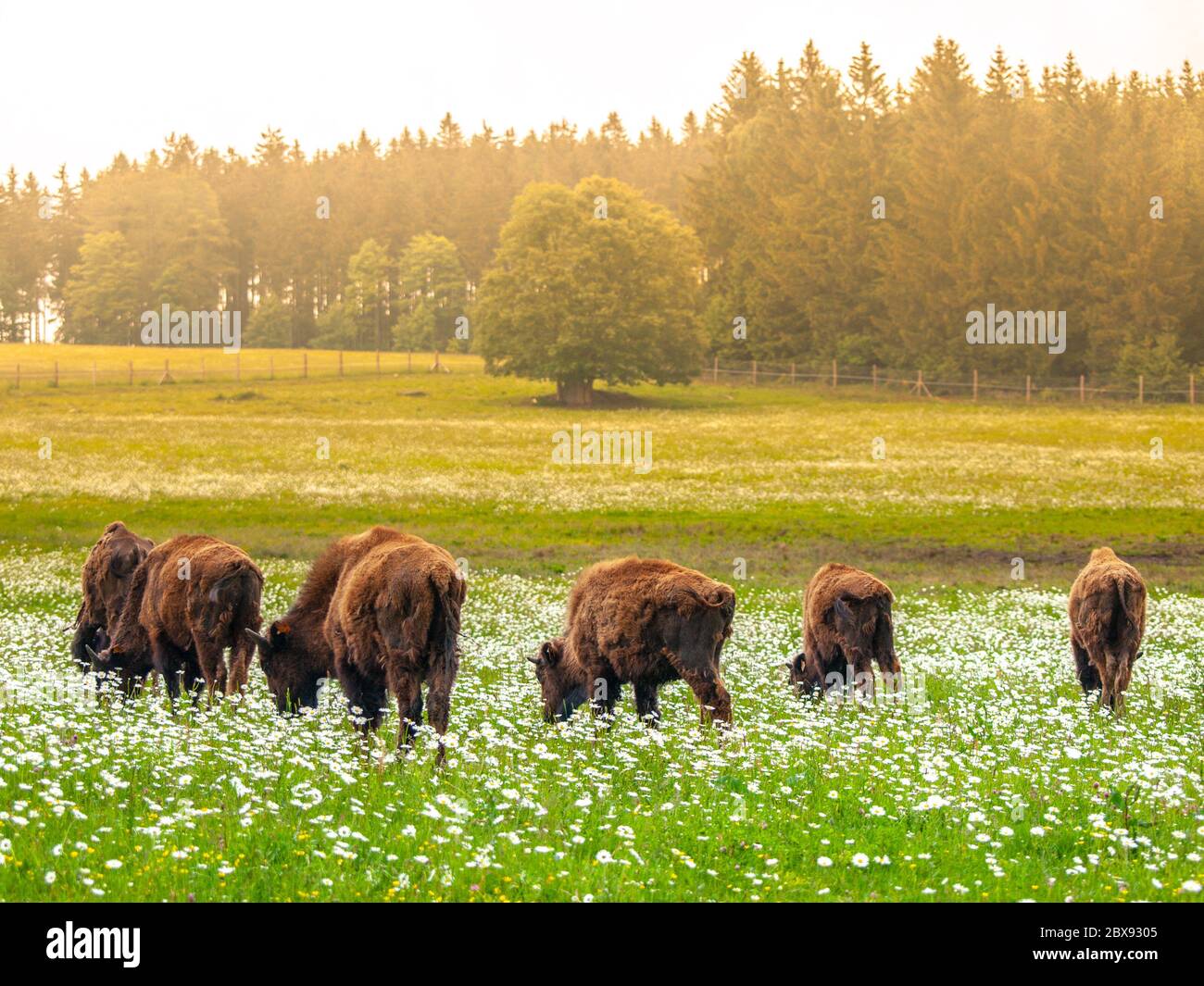 American bisons hi-res stock photography and images - Alamy