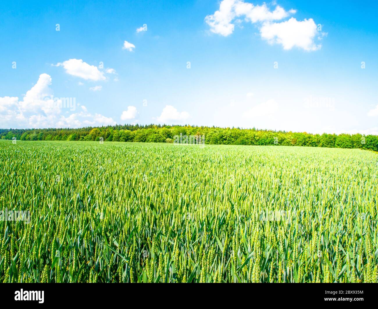 Green spring field of grain on sunny day with blue sky and white clouds ...