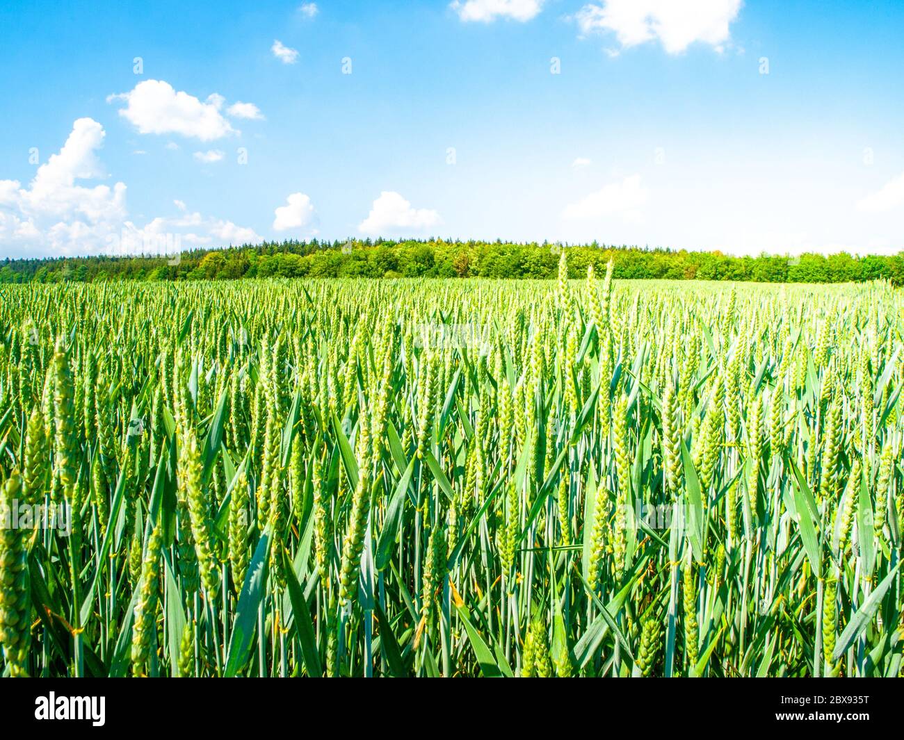 Green spring field of grain on sunny day with blue sky and white clouds ...