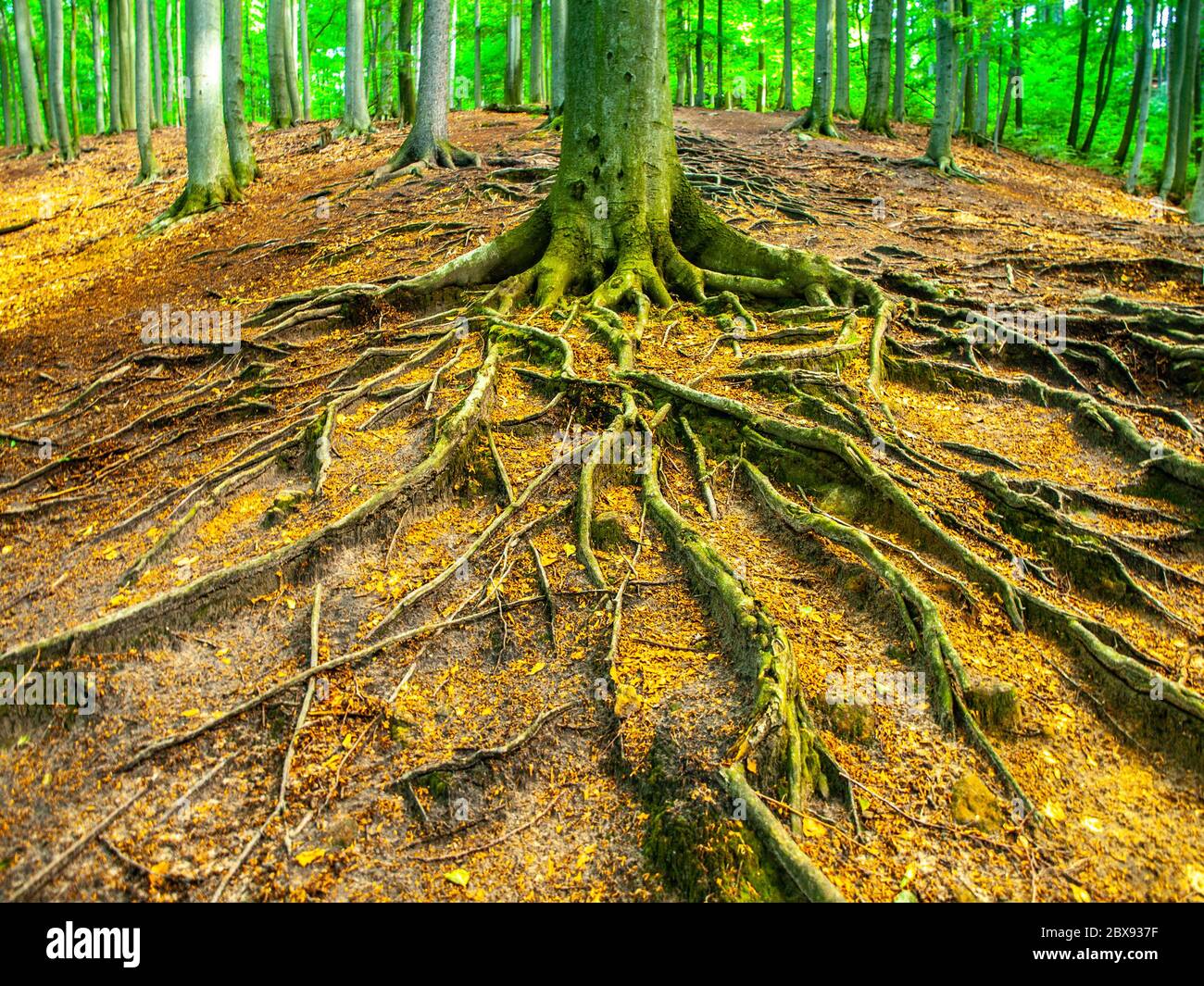 Intricate root system hi-res stock photography and images - Alamy