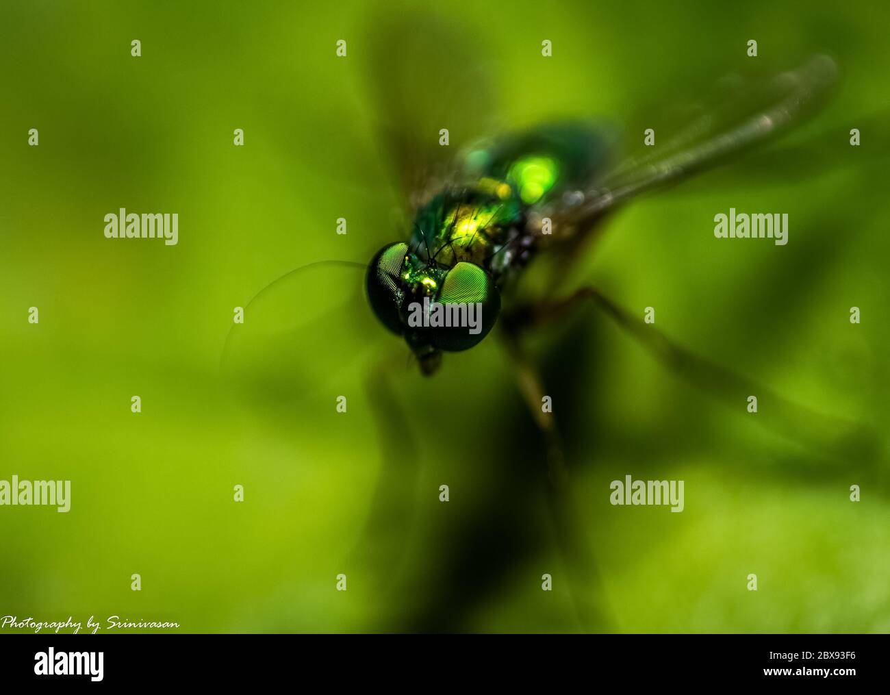 Long legged fly ( Condylostylus ) eyes focused on a leaf with blurred ...