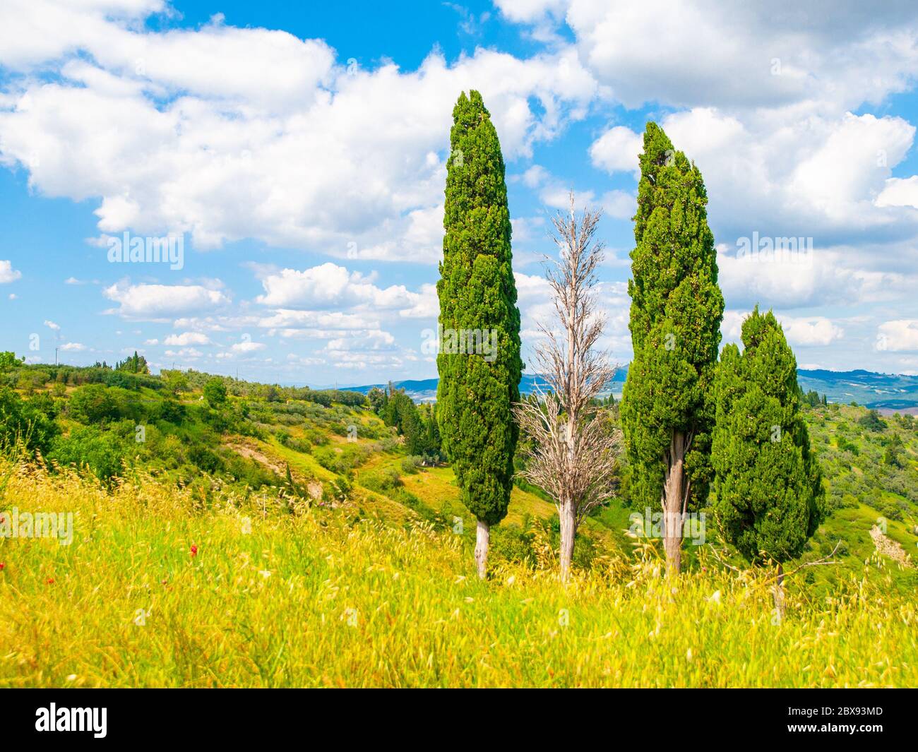 Tuscany countryside cypress tree hi-res stock photography and images ...