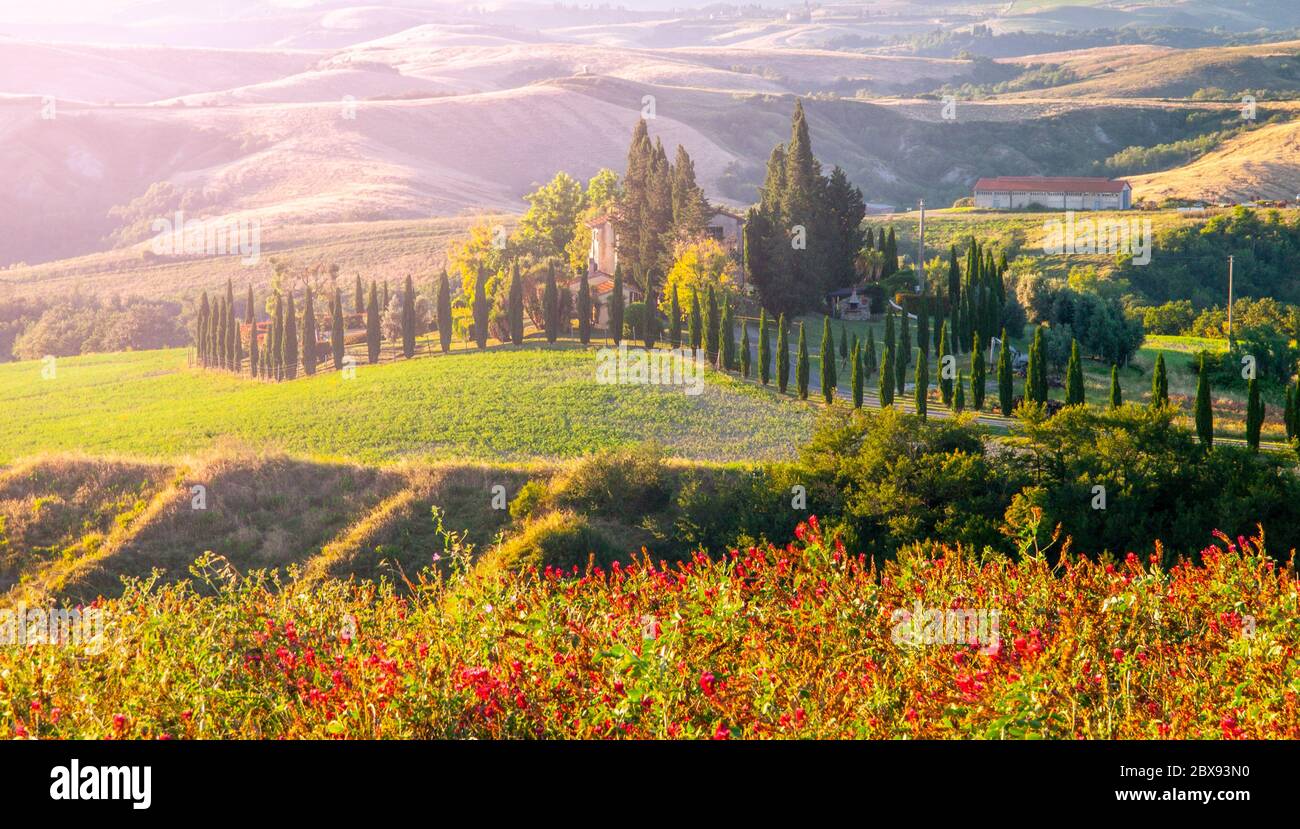 Evening in Tuscany. Hilly Tuscan landscape with cypress trees alley and ...