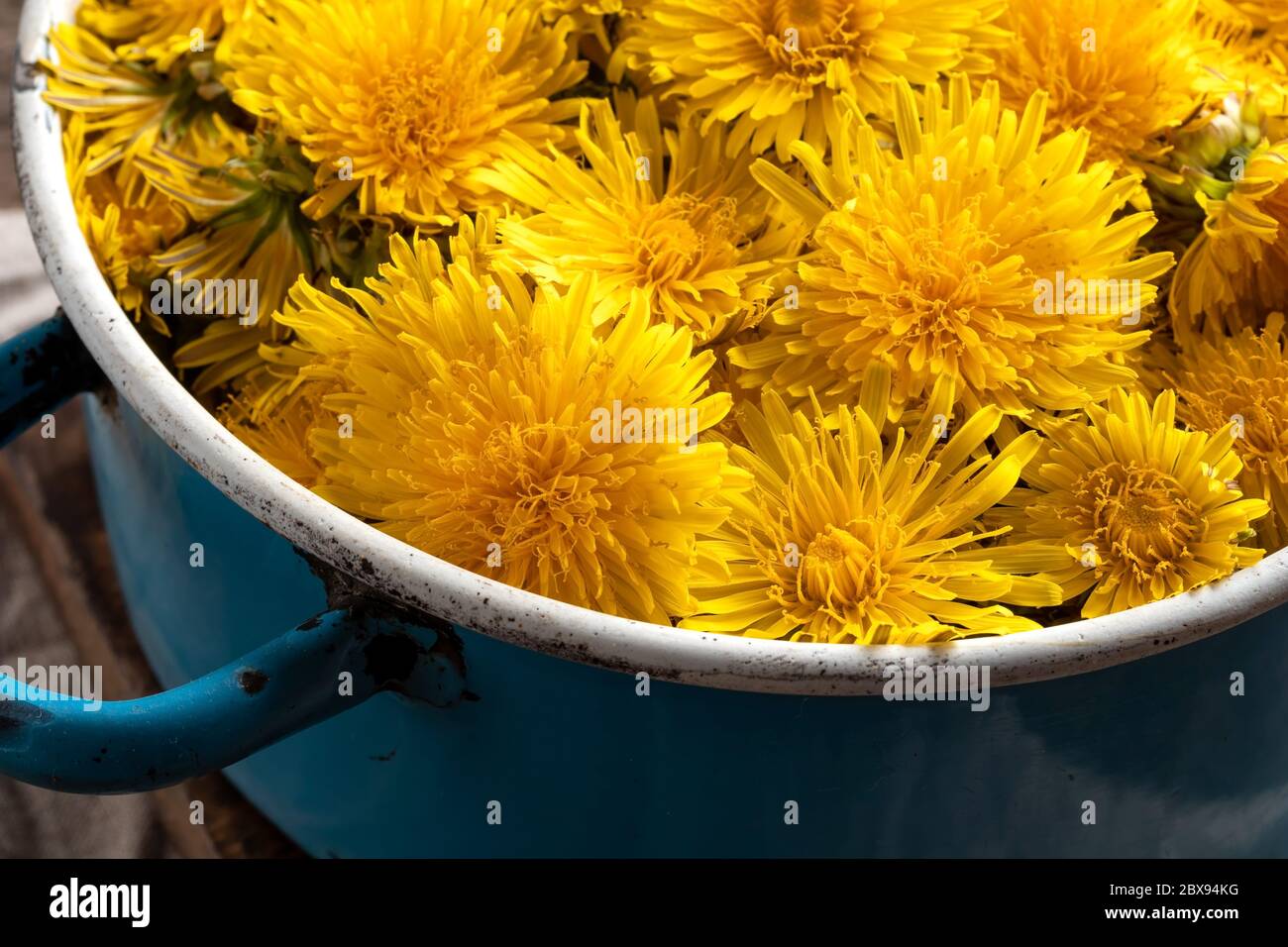 Dandelion flowers in blue hi-res stock photography and images - Alamy