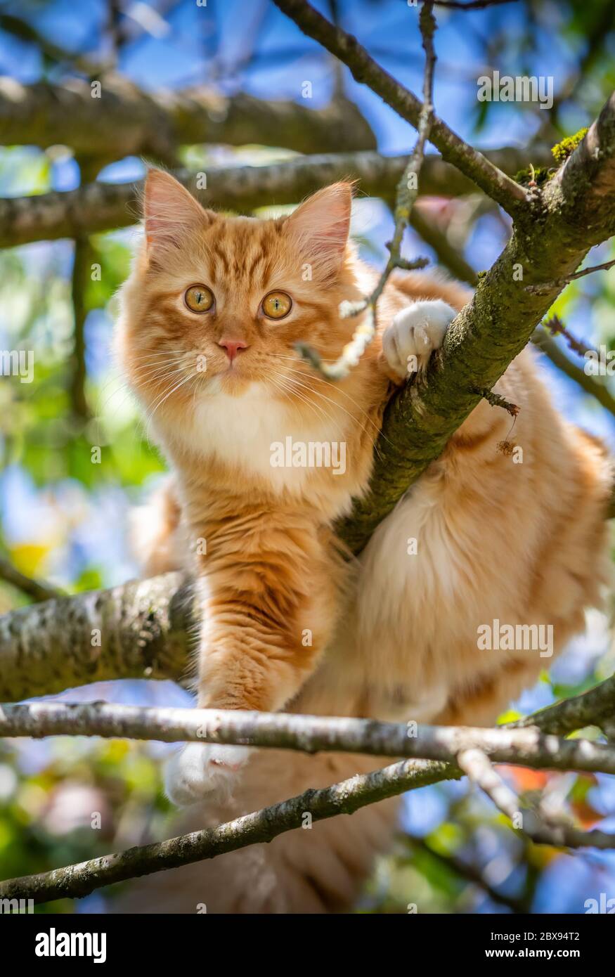 Domestic cat cherry tree hi-res stock photography and images - Alamy