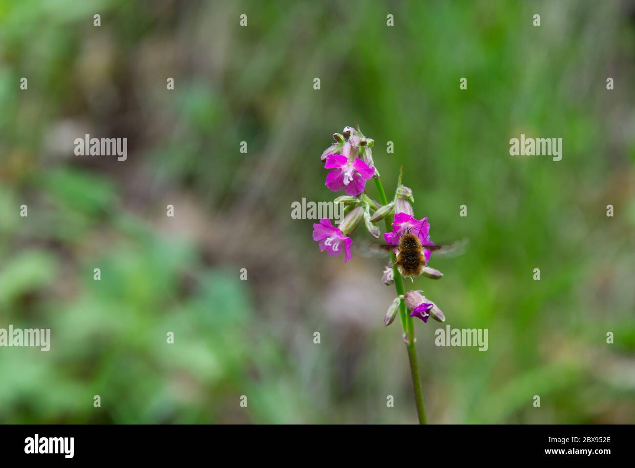 Violet spring flower and feeding bumblebee, close-up photo Stock Photo ...