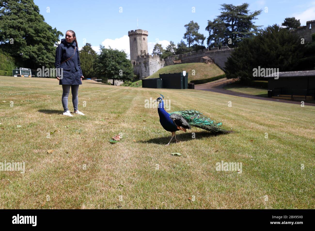A peacock on the grounds at Warwick Castle, which is one of the first ...