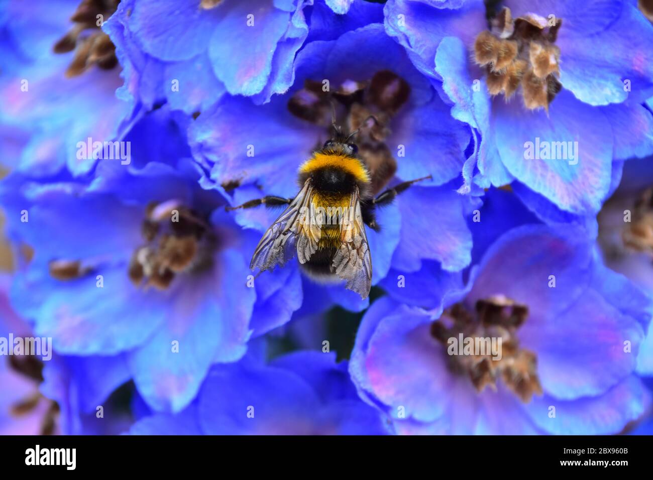 Delphinium hi-res stock photography and images - Alamy