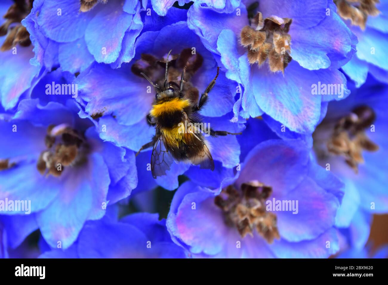 Bumble bee on blue delphinium Stock Photo - Alamy