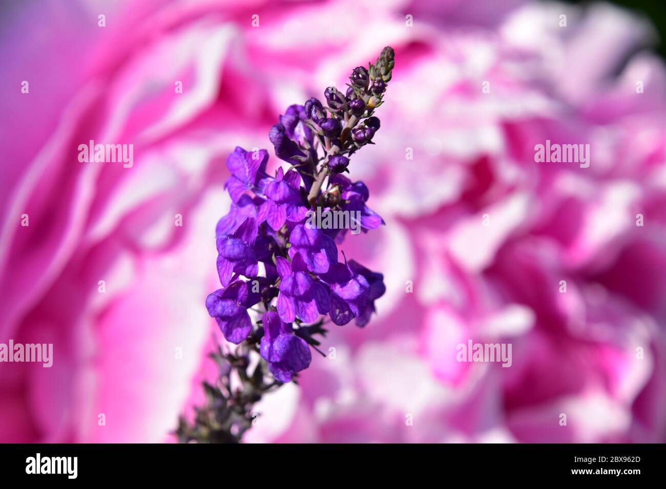 Purple Toadflax, Linaria purpurea and pink peony background Stock Photo ...