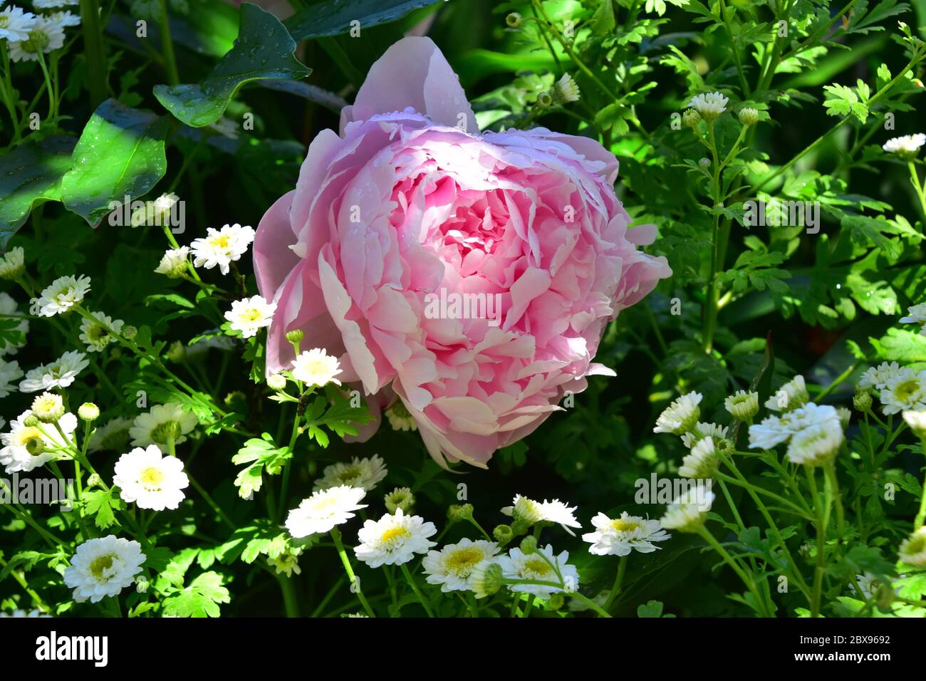 Feverfew pink hi-res stock photography and images - Alamy