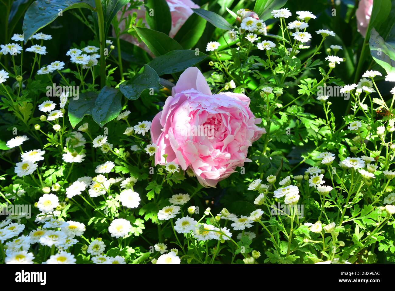 Feverfew pink hi-res stock photography and images - Alamy