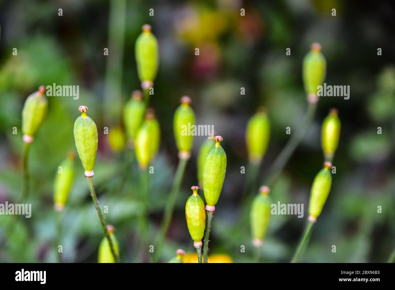 Poppy seed pods hi-res stock photography and images - Alamy