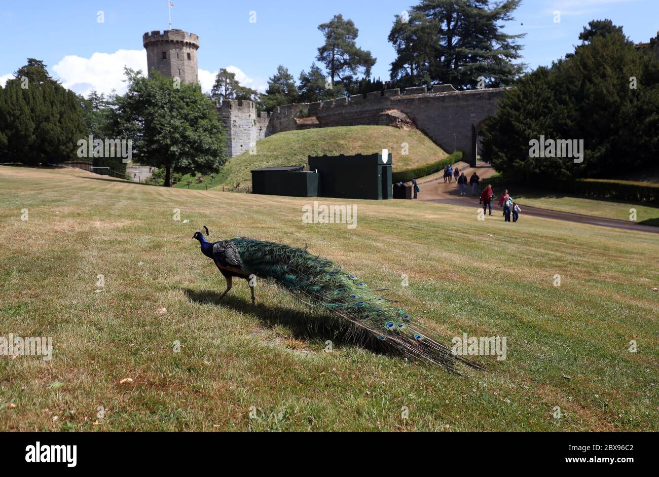 A peacock on the grounds at Warwick Castle, which is one of the first ...
