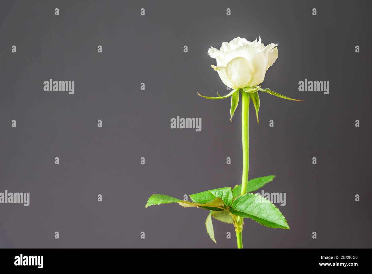 Single white rose macro background Stock Photo - Alamy