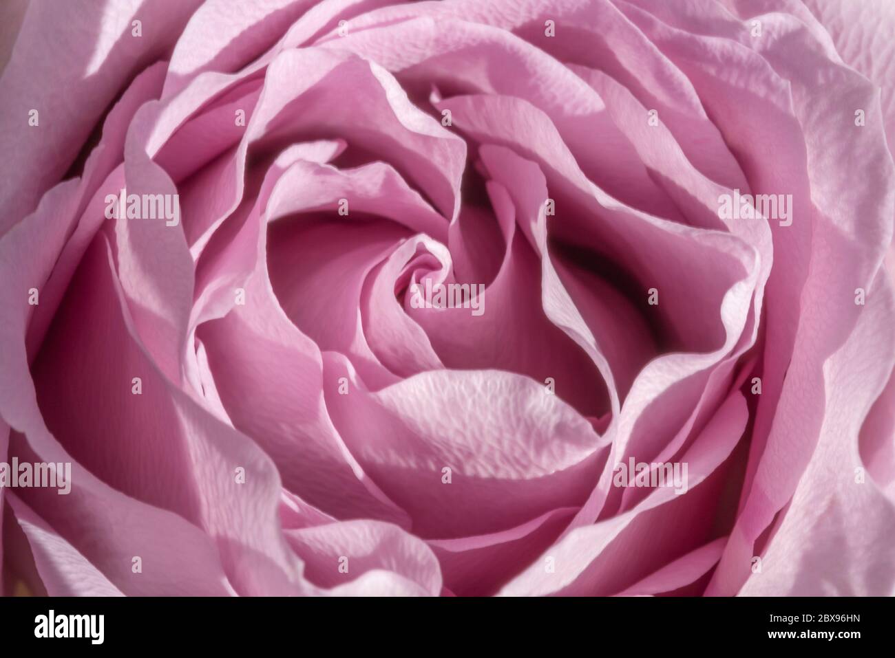 Soft pink rose macro background Stock Photo - Alamy