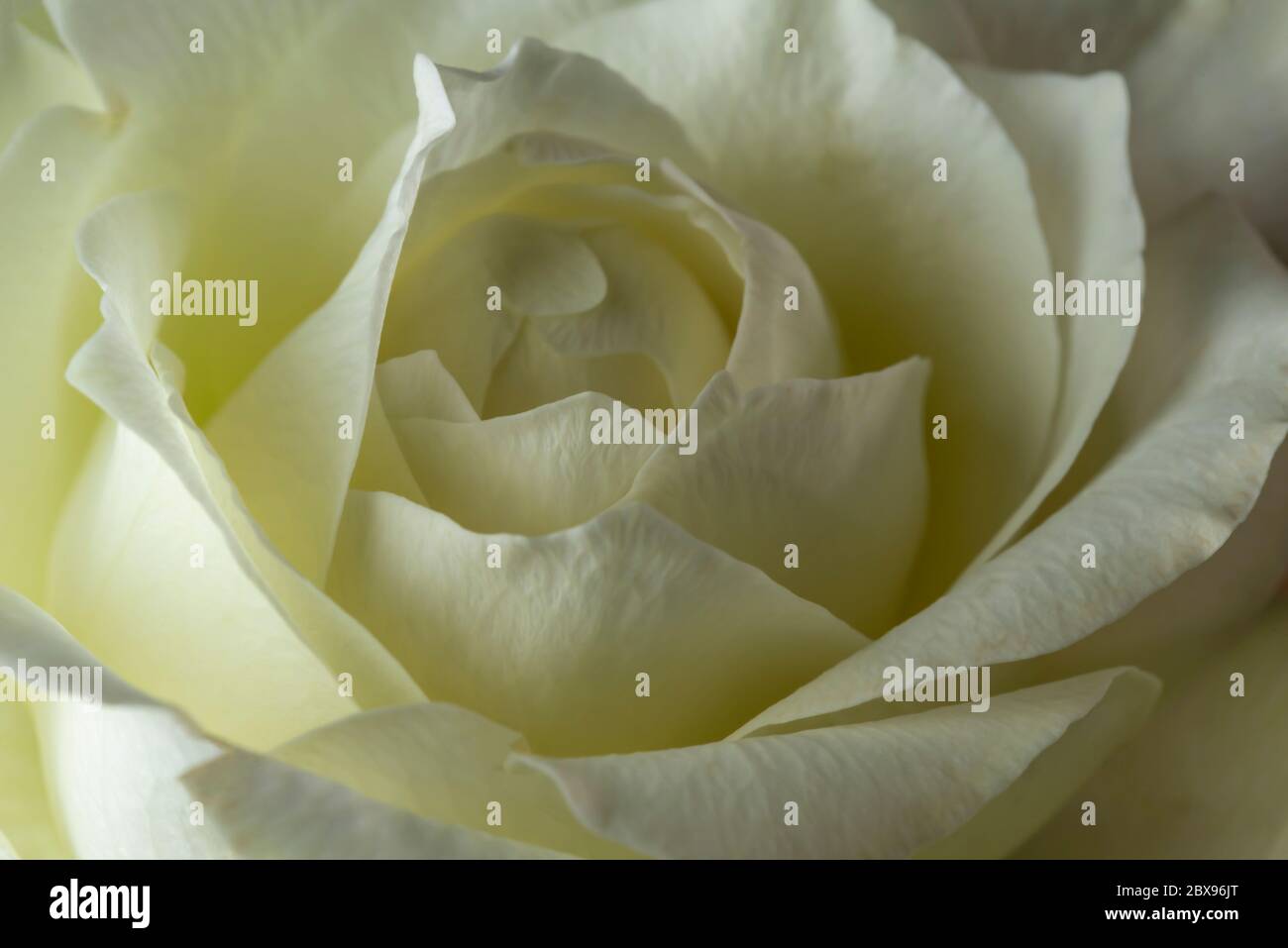 White rose macro background Stock Photo - Alamy