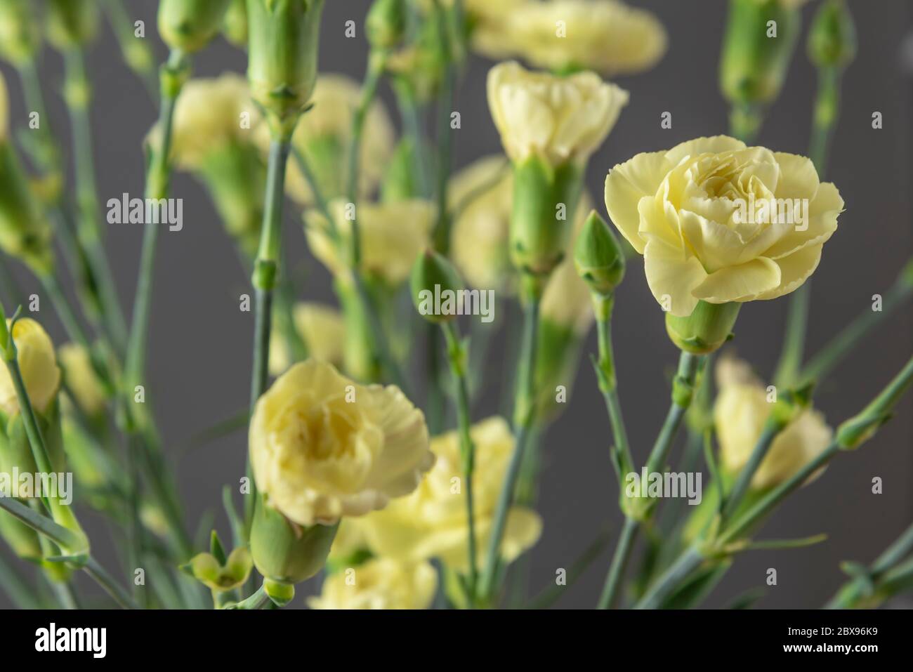 Yellow carnation flower in macro Stock Photo - Alamy