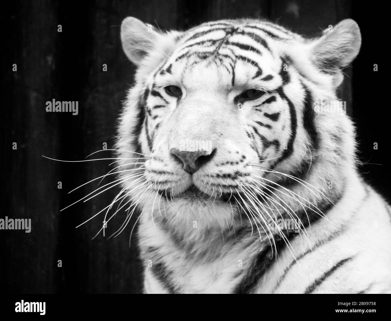 Strong white tiger hi-res stock photography and images - Alamy
