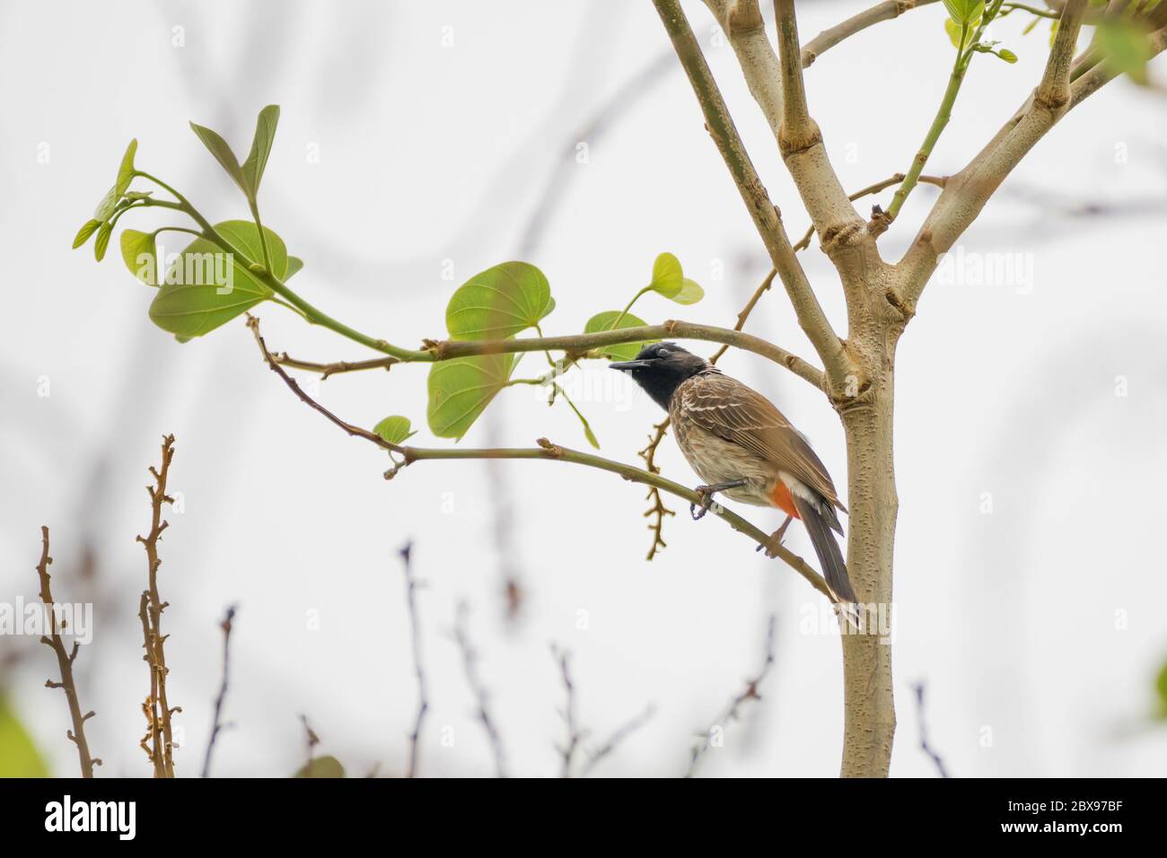 Red-vented Bulbul (Pycnonotus cafer) perching on a twig with leaves ...
