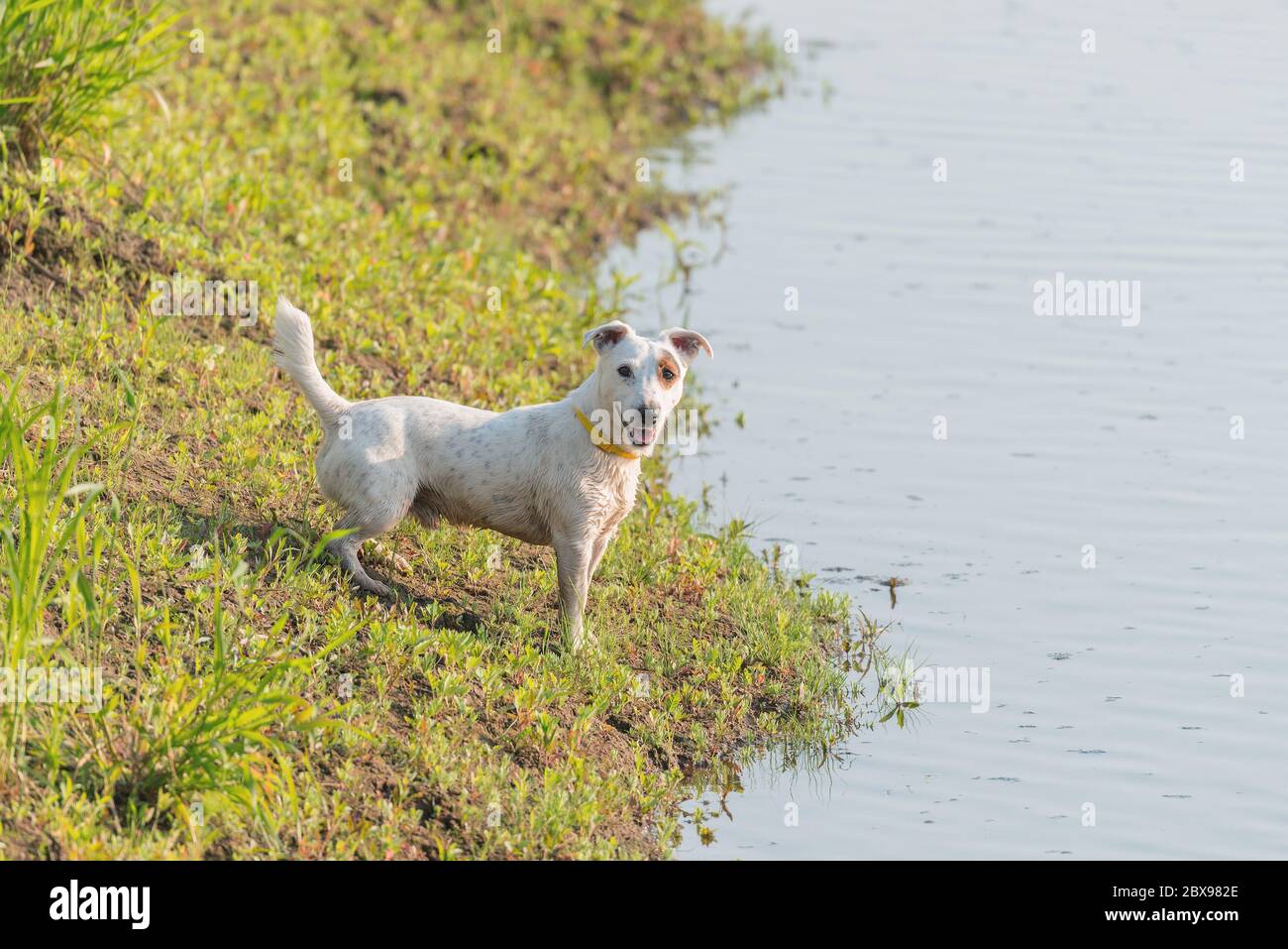 Jack russel terrier alone hi-res stock photography and images - Alamy