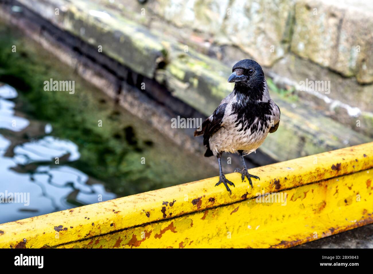Hooded crow in Bergen, Norway Stock Photo - Alamy