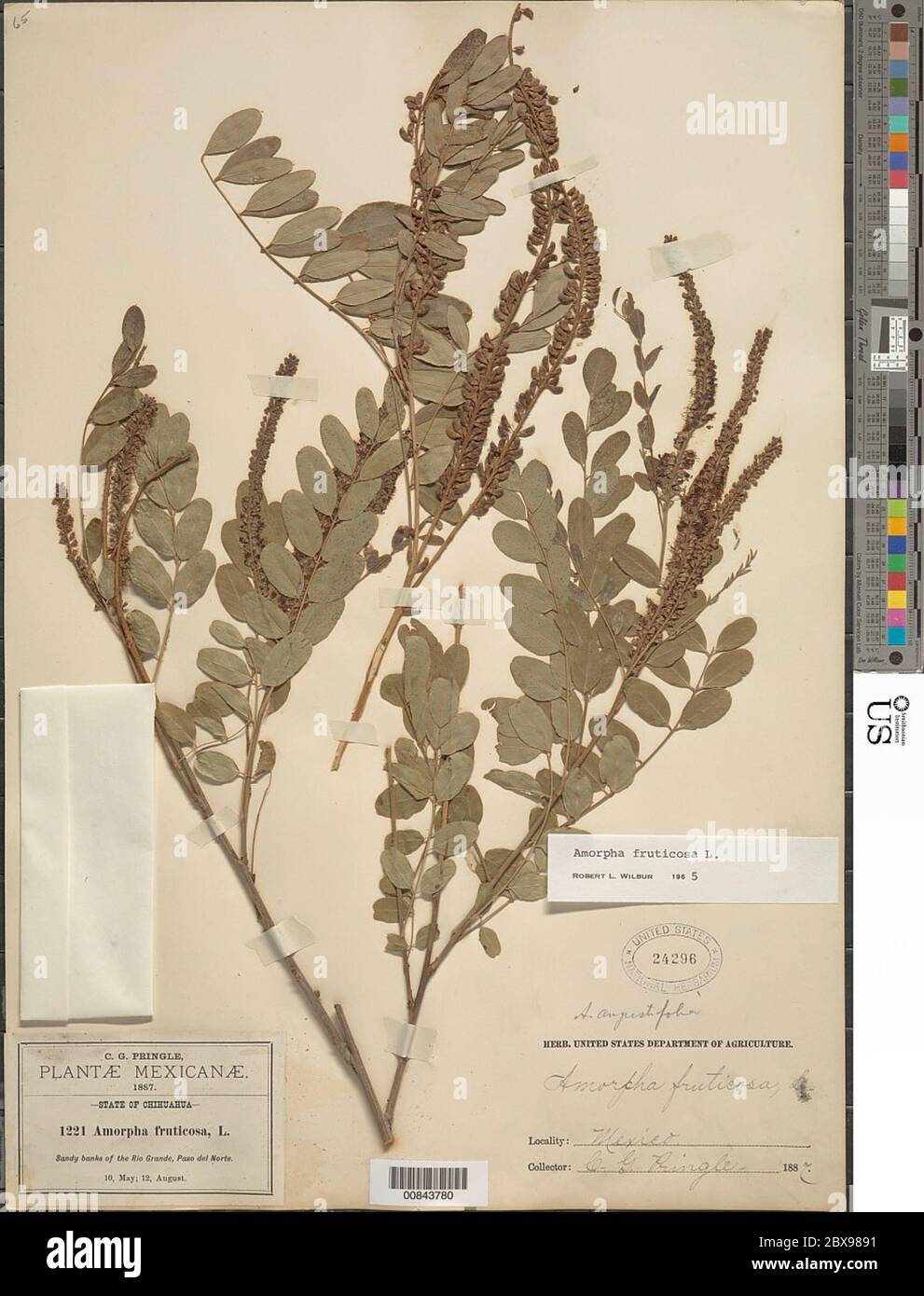 Amorpha fruticosa L Amorpha fruticosa L Stock Photo - Alamy