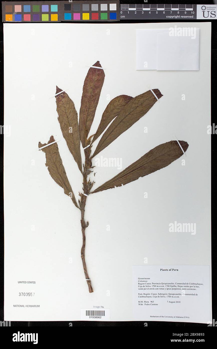 Columnea sp Columnea sp Stock Photo - Alamy