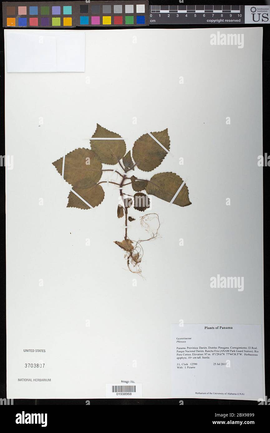Phinaea hi-res stock photography and images - Alamy