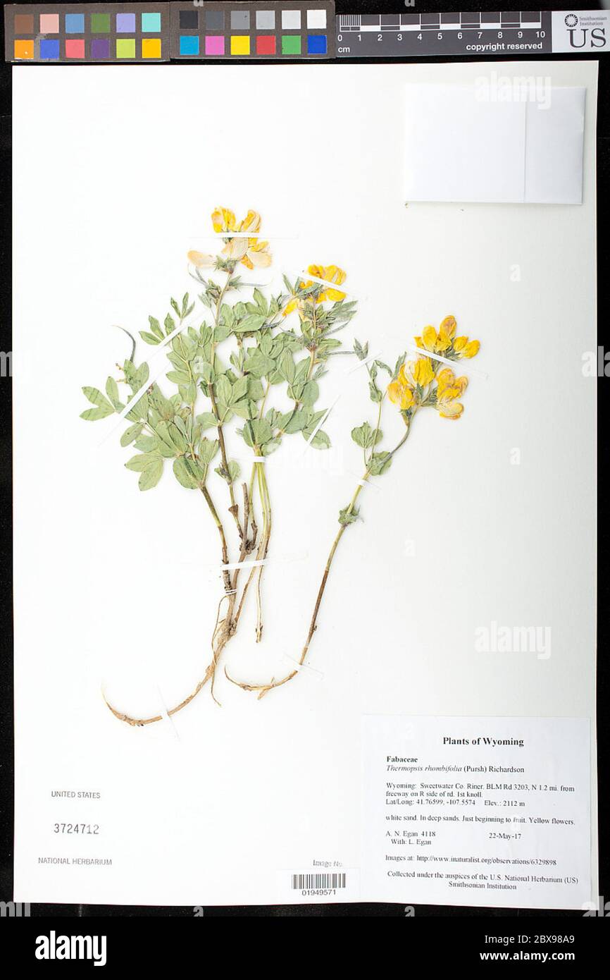 Thermopsis Rhombifolia High Resolution Stock Photography and Images - Alamy