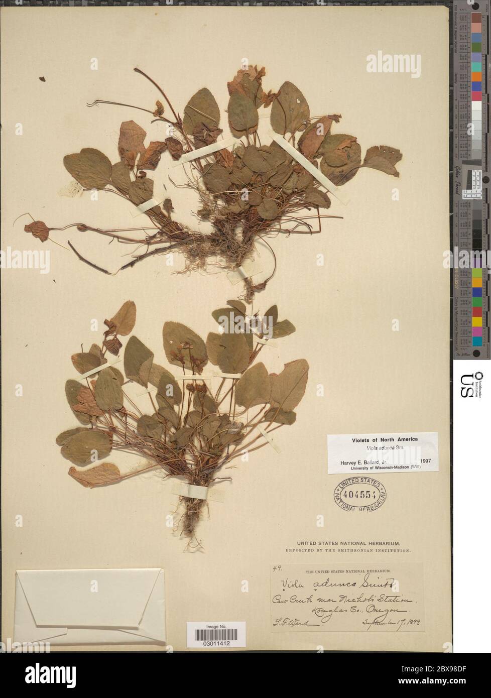 Viola adunca Sm Viola adunca Sm Stock Photo - Alamy