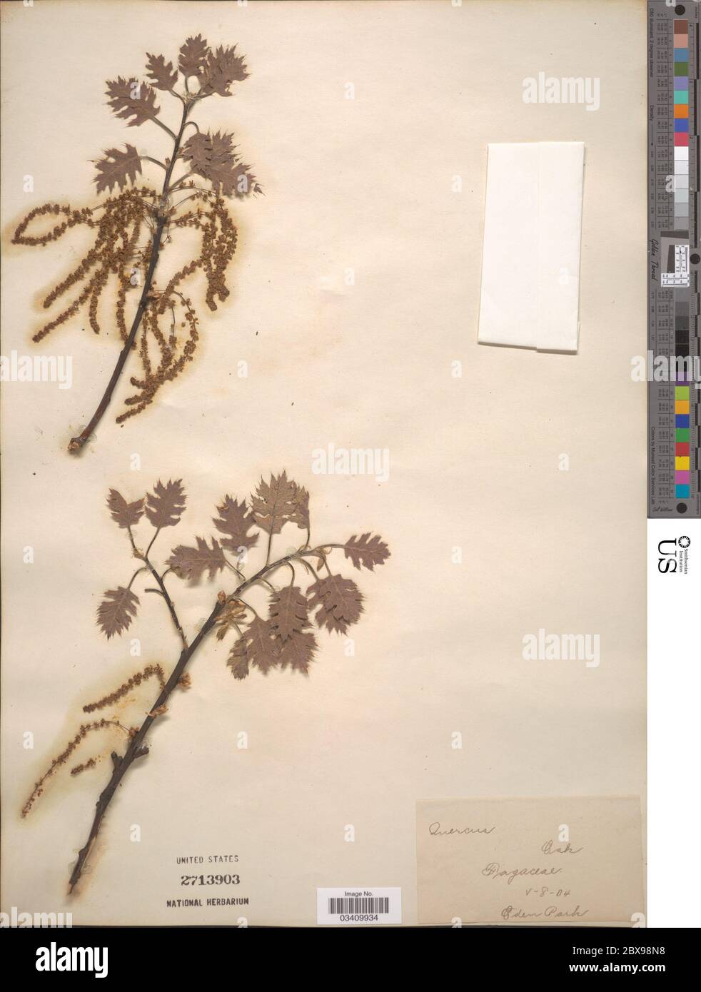 Quercus sp Quercus sp Stock Photo - Alamy