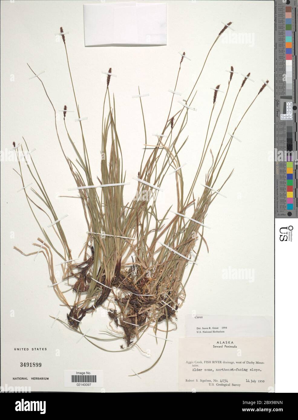 Carex sp Carex sp Stock Photo - Alamy