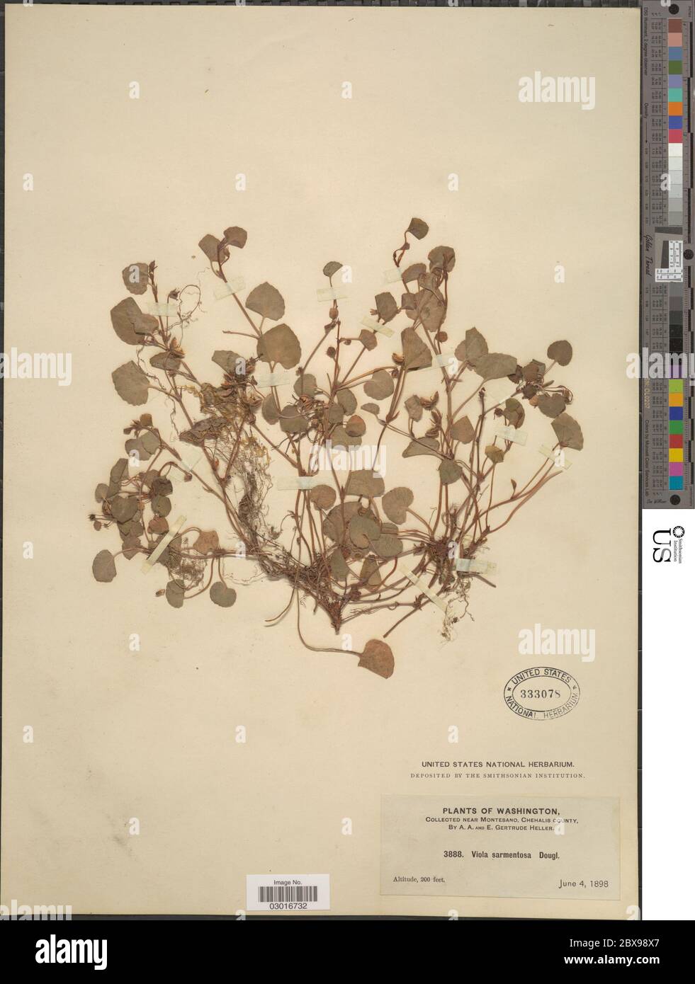 Viola sempervirens hi-res stock photography and images - Alamy