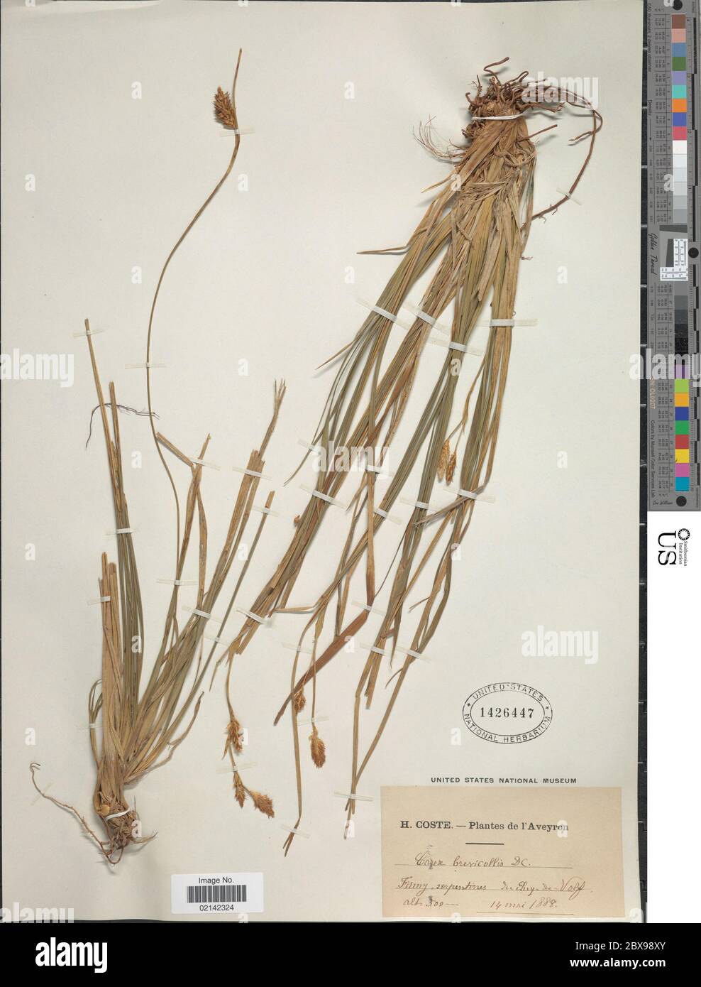 Brevicollis hi-res stock photography and images - Alamy