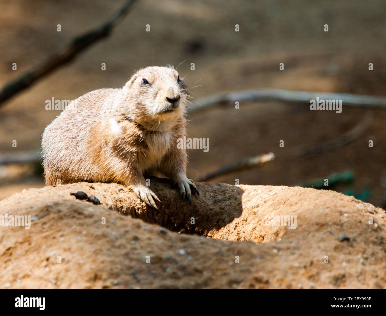Prairie dog rodent on a dry dusty ground. USA, North America Stock ...