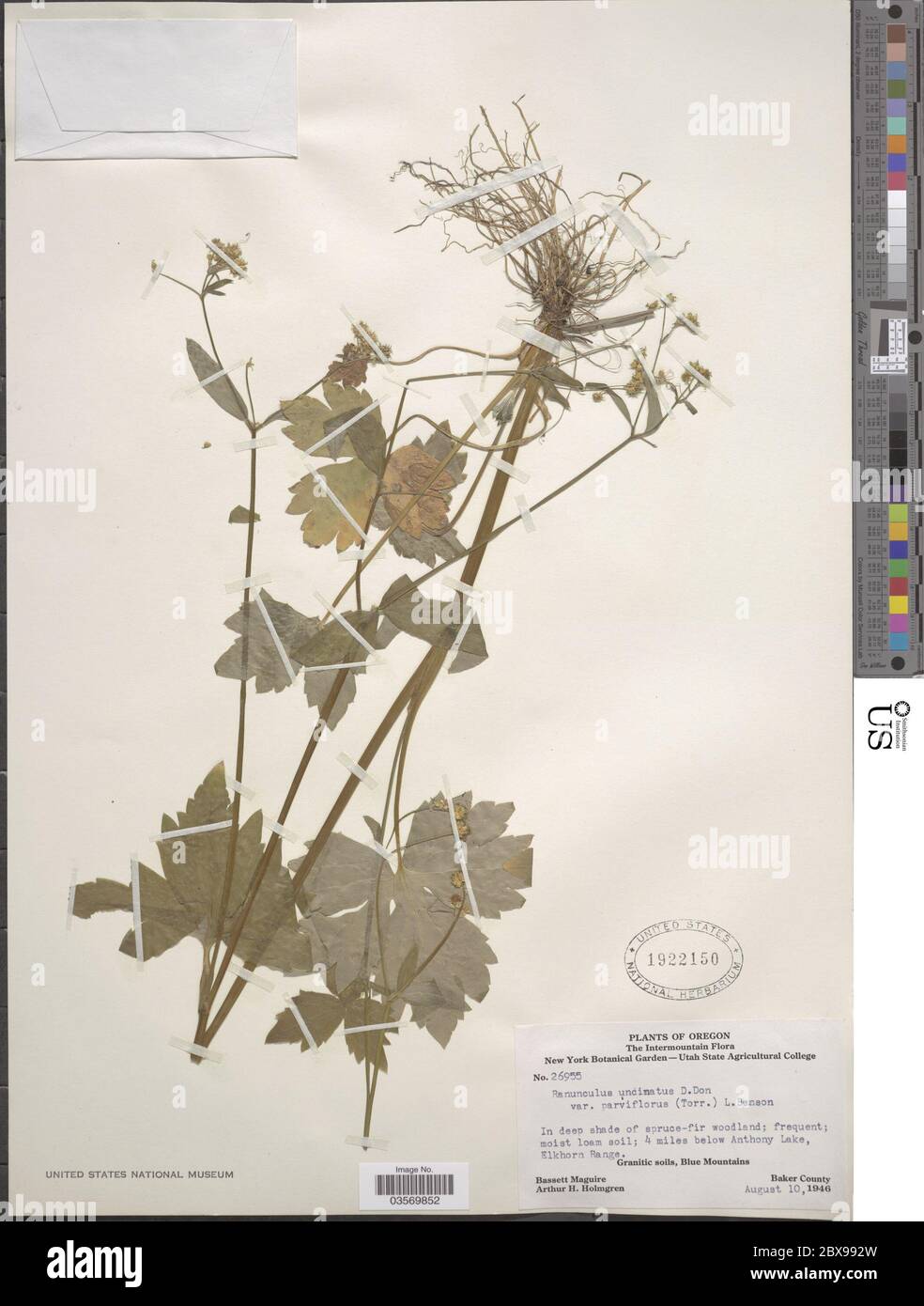Ranunculus uncinatus Ranunculus uncinatus Stock Photo - Alamy