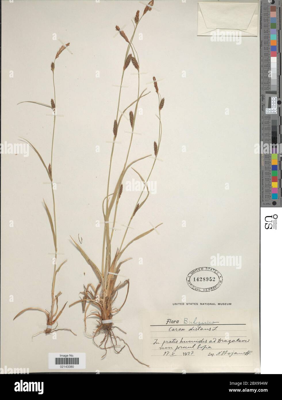 Carex distans Carex distans Stock Photo - Alamy