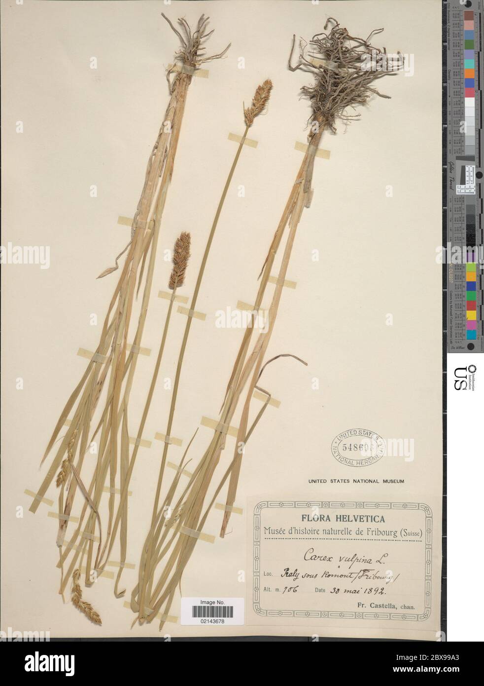 Carex vulpina L Carex vulpina L Stock Photo - Alamy