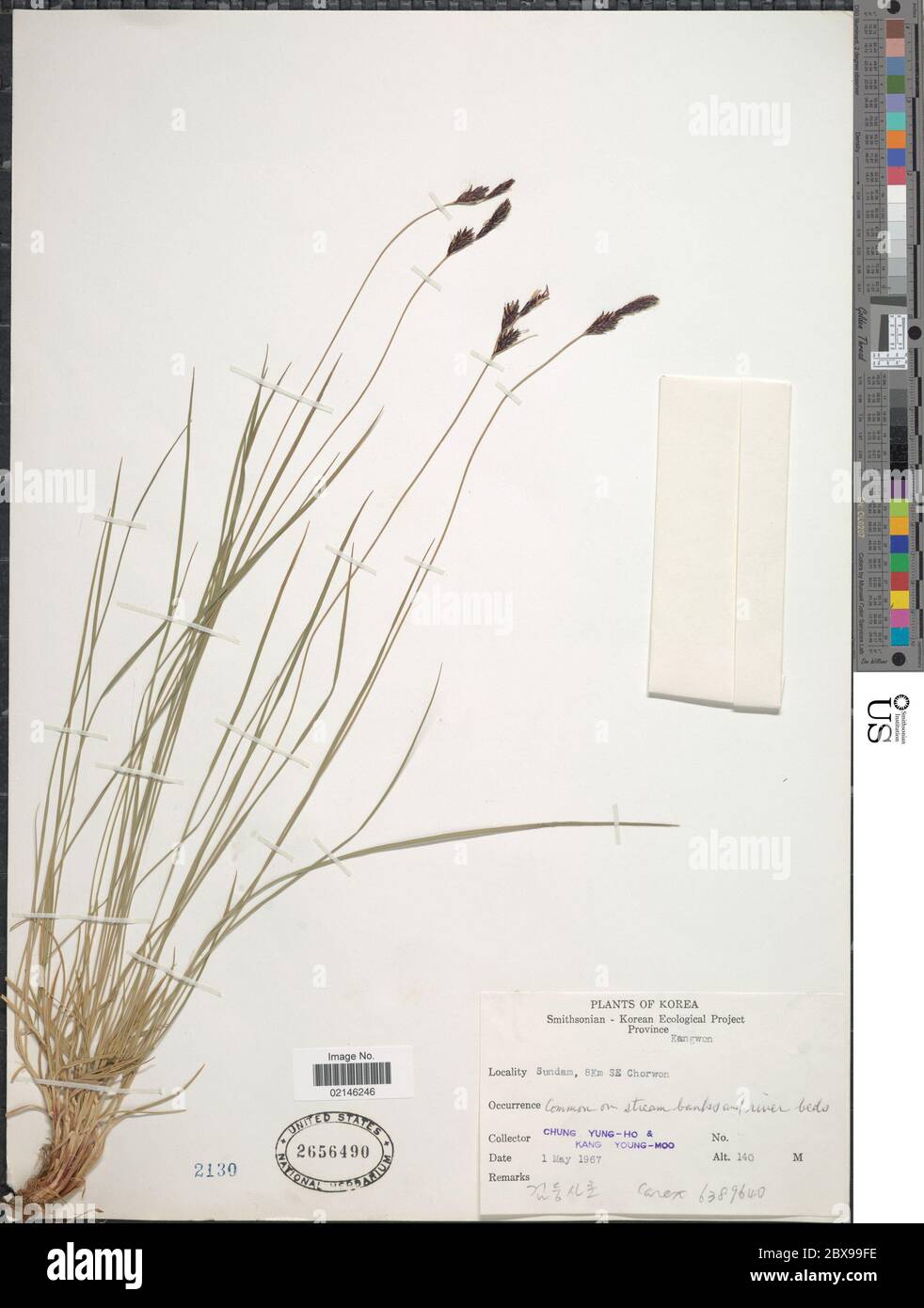 Carex sp Carex sp Stock Photo - Alamy