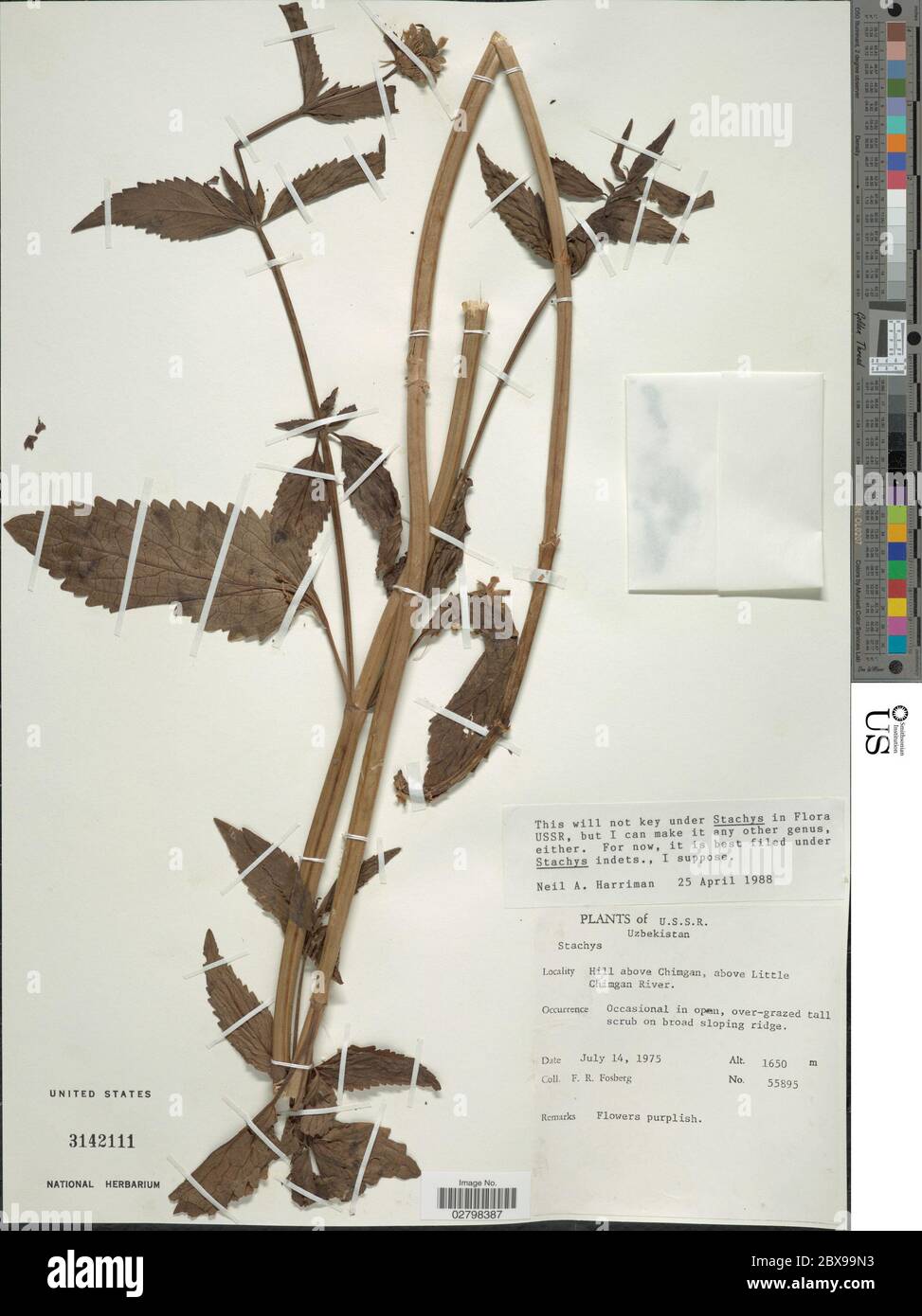 Stachys sp Stachys sp Stock Photo - Alamy