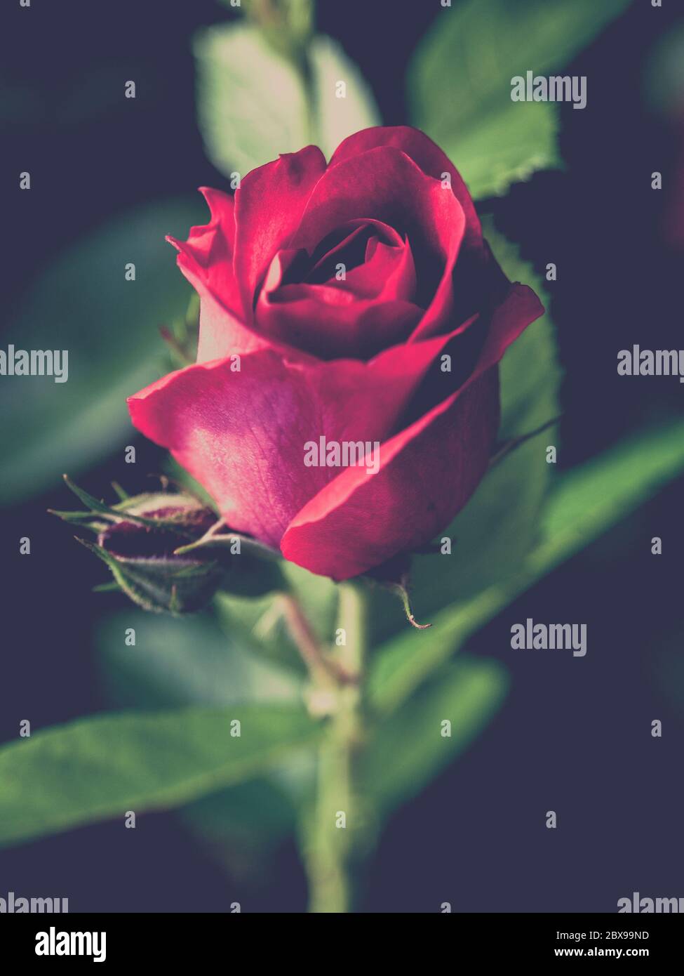 Beautiful red rose in the dark. Desaturated photography with haze. Side ...